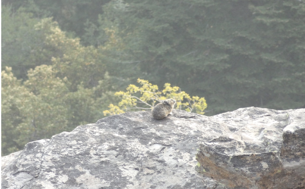 Where are the Pikas? – The Siskiyou